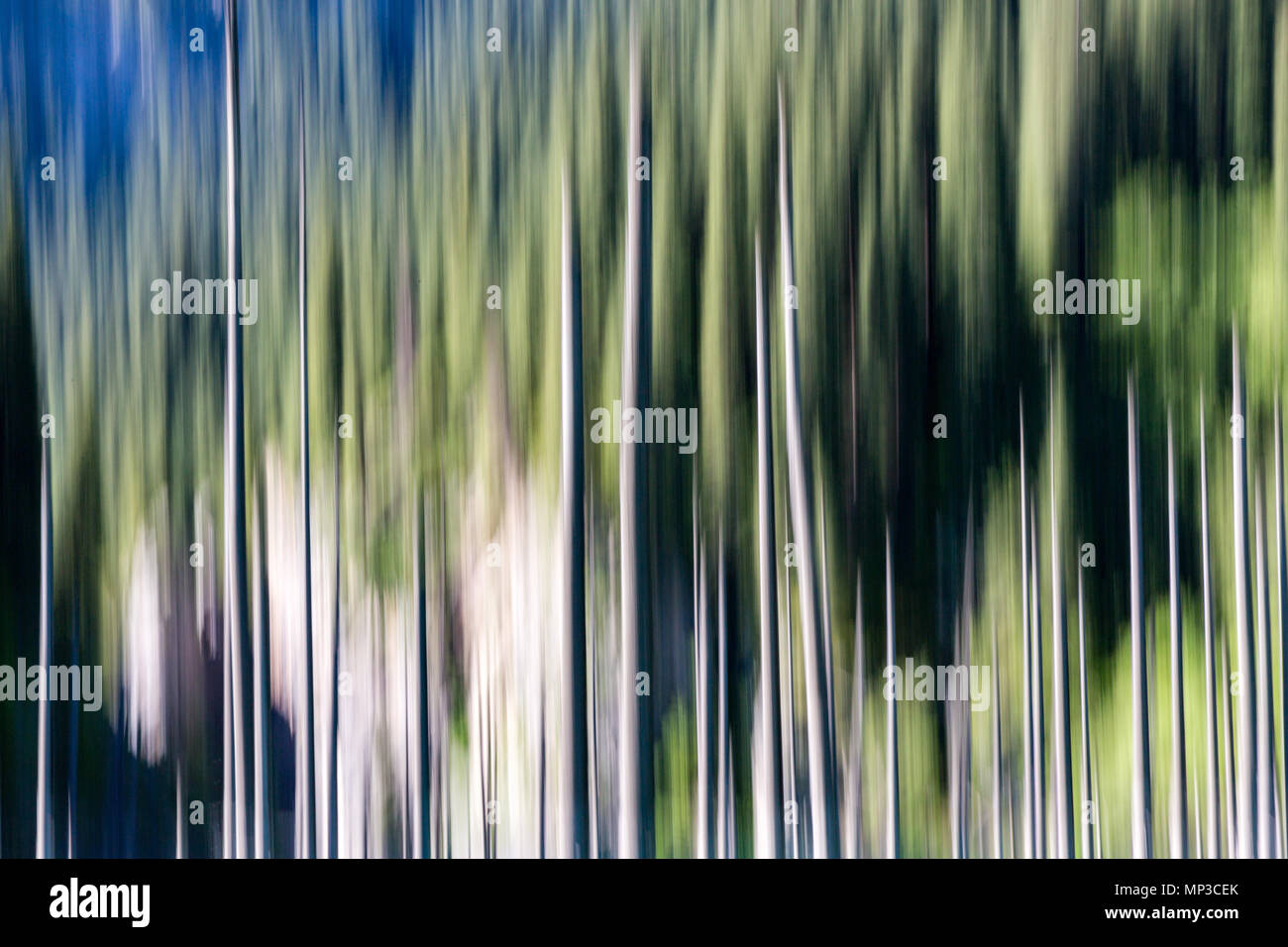 Abstract background of empty trees blurred vertically Stock Photo - Alamy