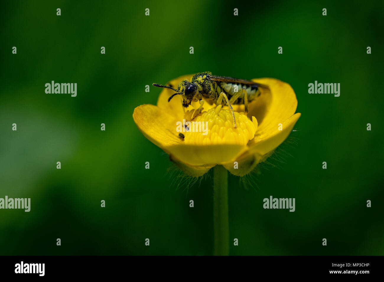 Black and yellow wasp mimic insect with buttercup pollen seeds on body ...