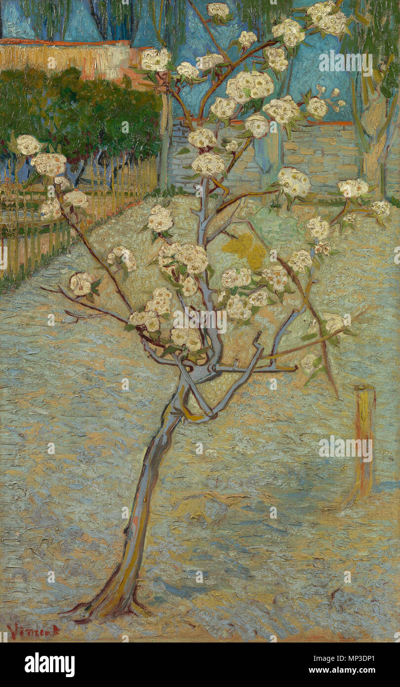 English: Small Pear Tree in Blossom Nederlands: Perenboompje in bloei ...