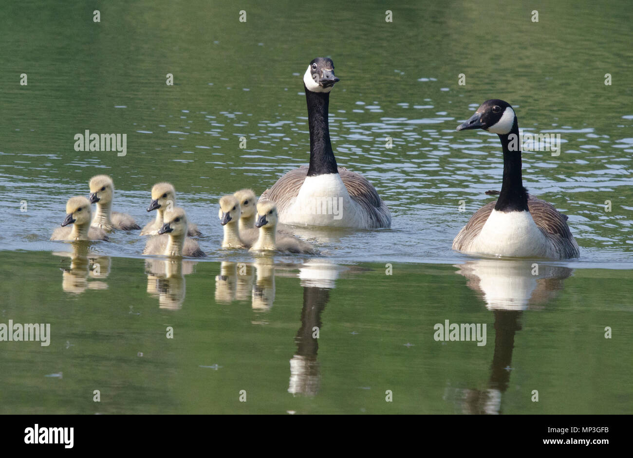 Riverside geese hi-res stock photography and images - Alamy