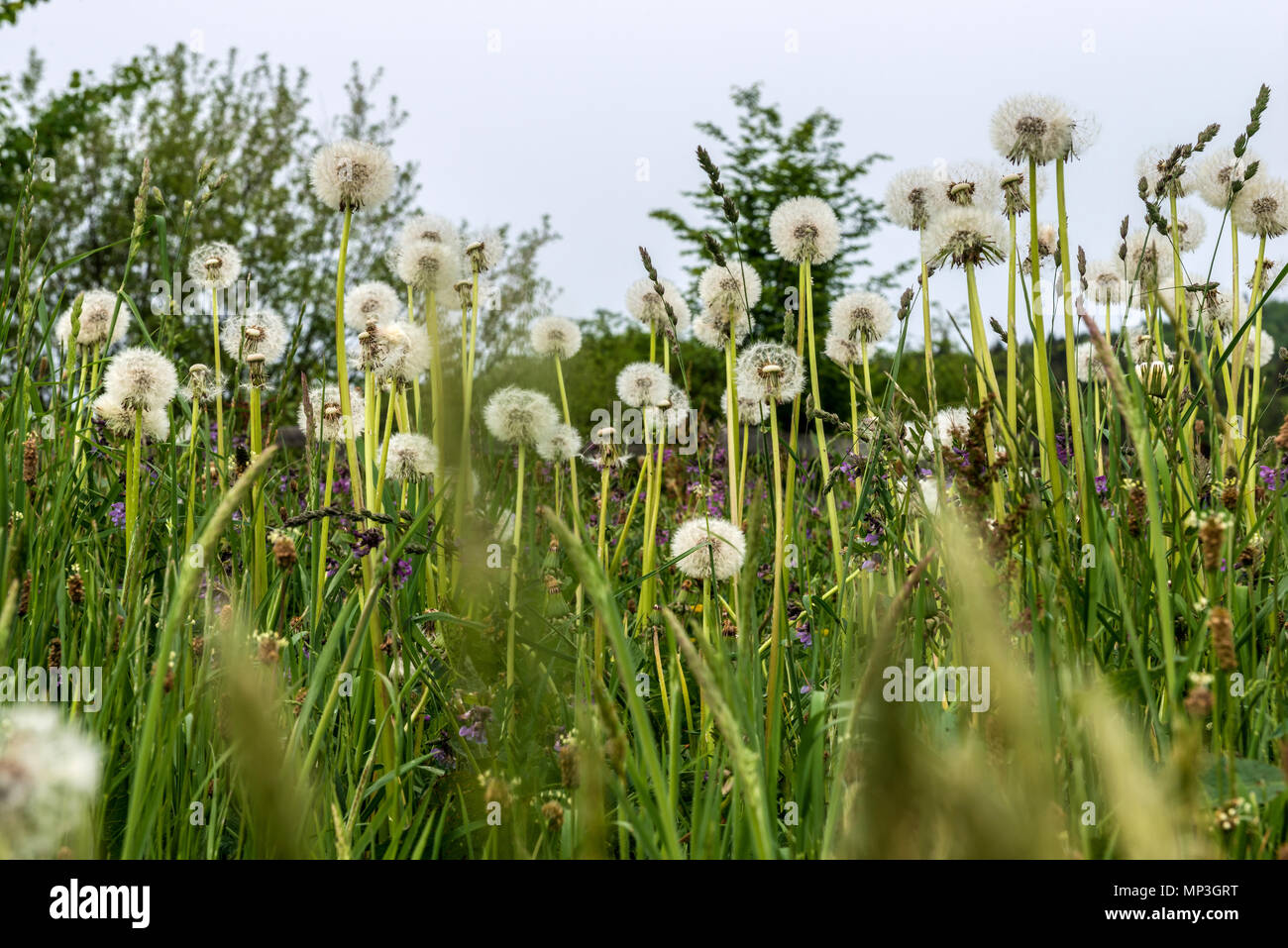 Beautiful summer landscape dandelions hi-res stock photography and ...