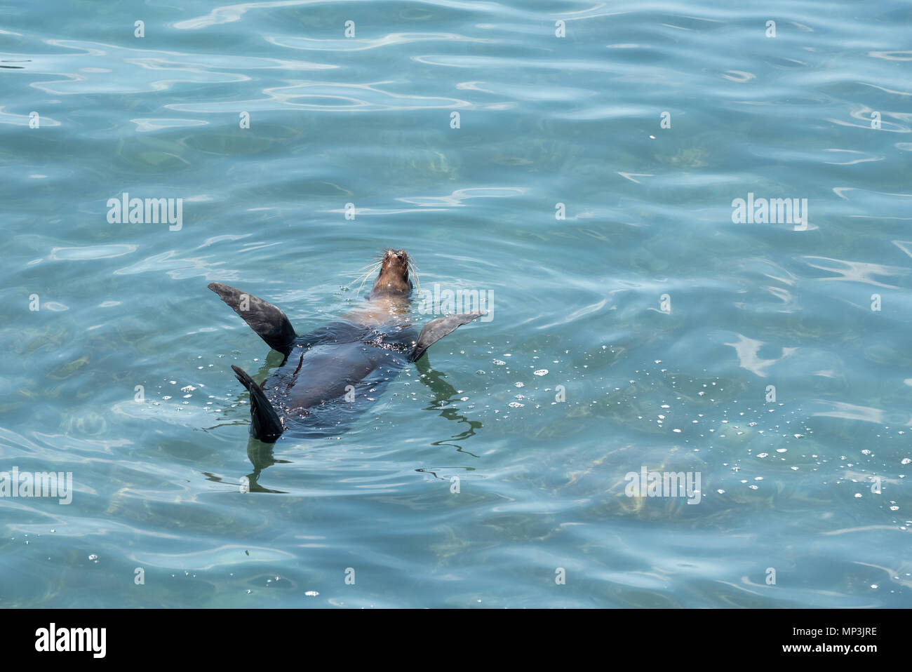 Floating on her back hi-res stock photography and images - Alamy