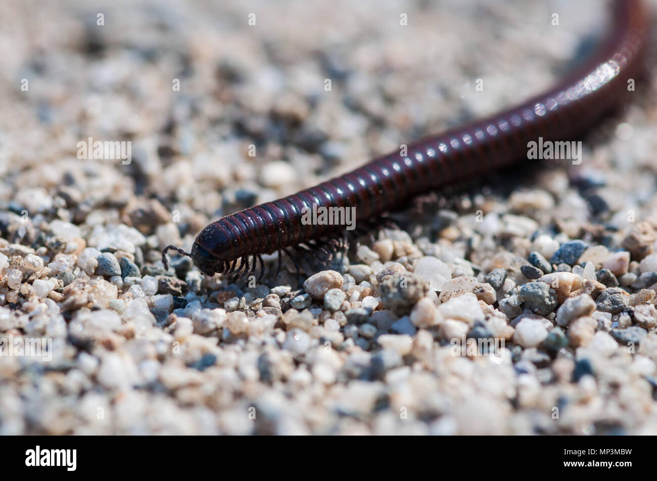 Close-up of a millipede. Shallow depth of field Stock Photo - Alamy