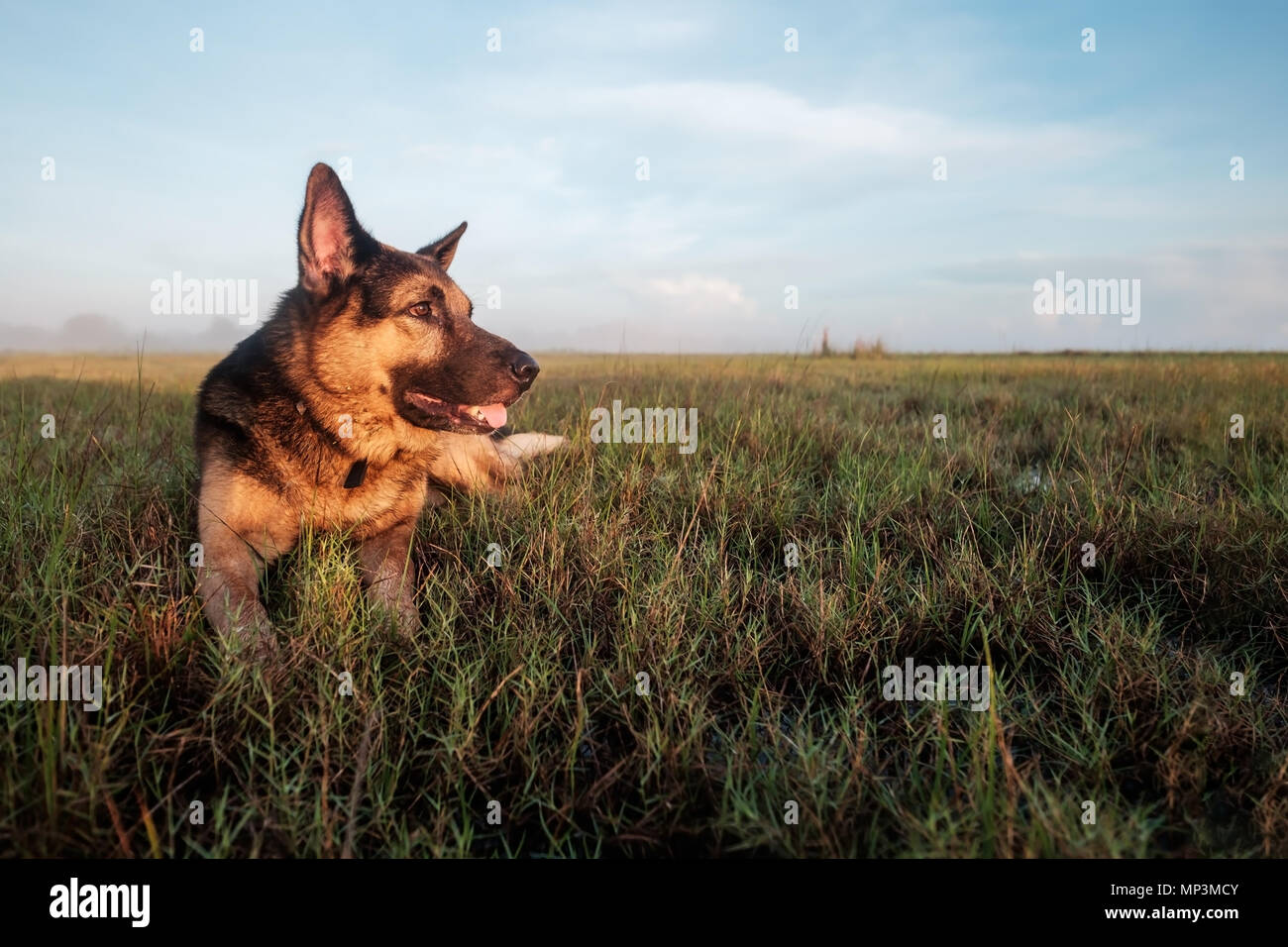 German Shepherd walking in early morning on summer meadow Stock Photo ...