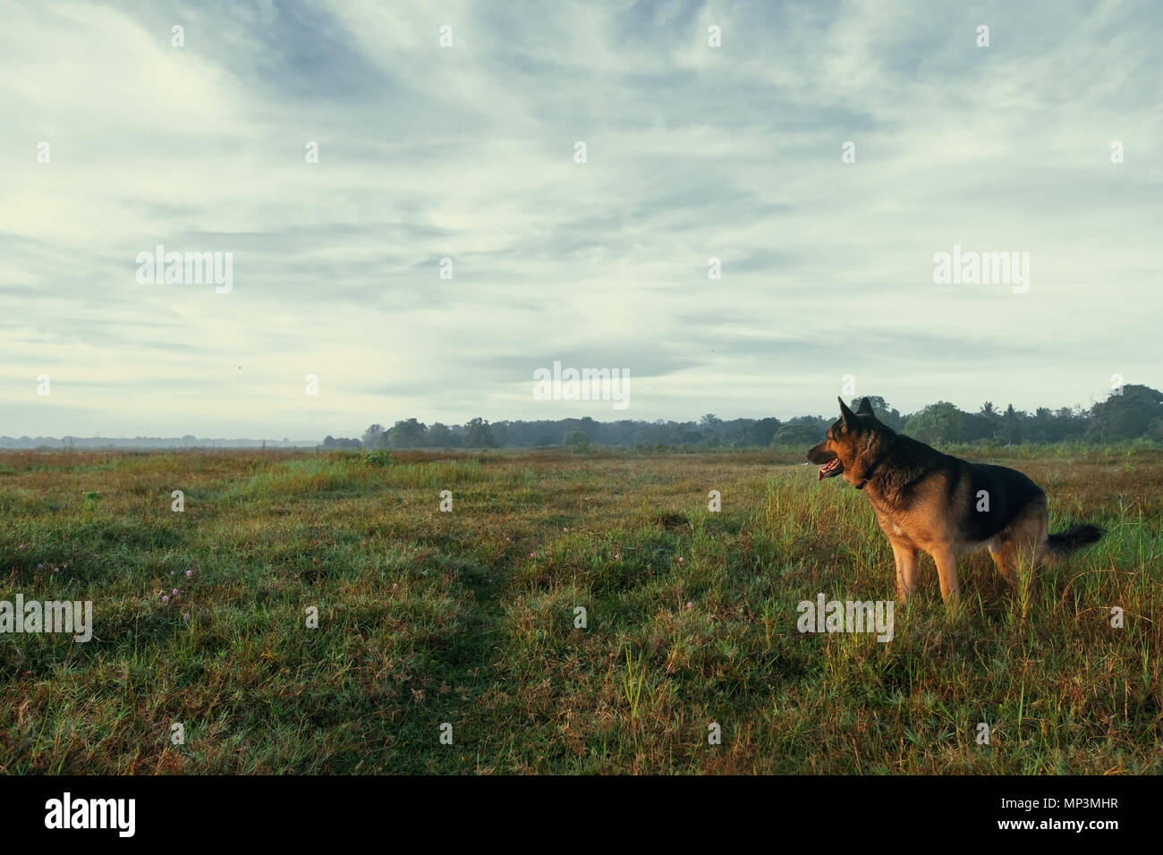 German shepherd dog adult walking hi-res stock photography and images ...