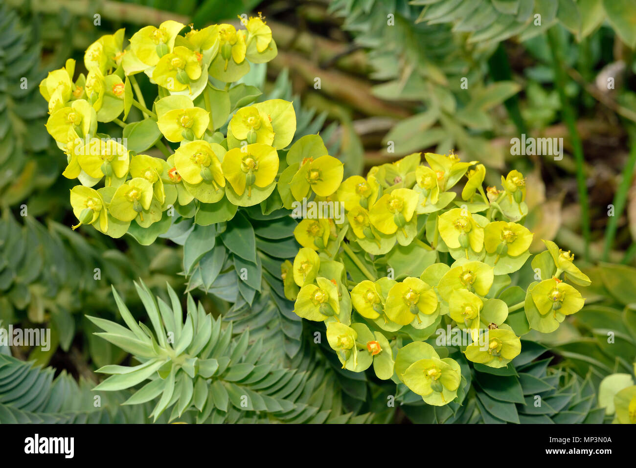 Upright Myrtle Spurge or Gopher spurge - Euphorbia rigida From the ...