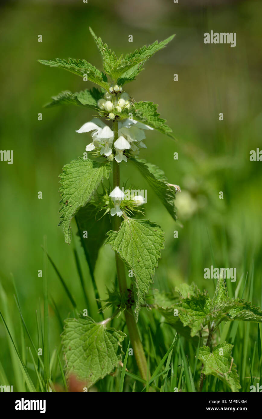 White Dead-nettle - Lamium album Woodland Wild Flower Stock Photo - Alamy