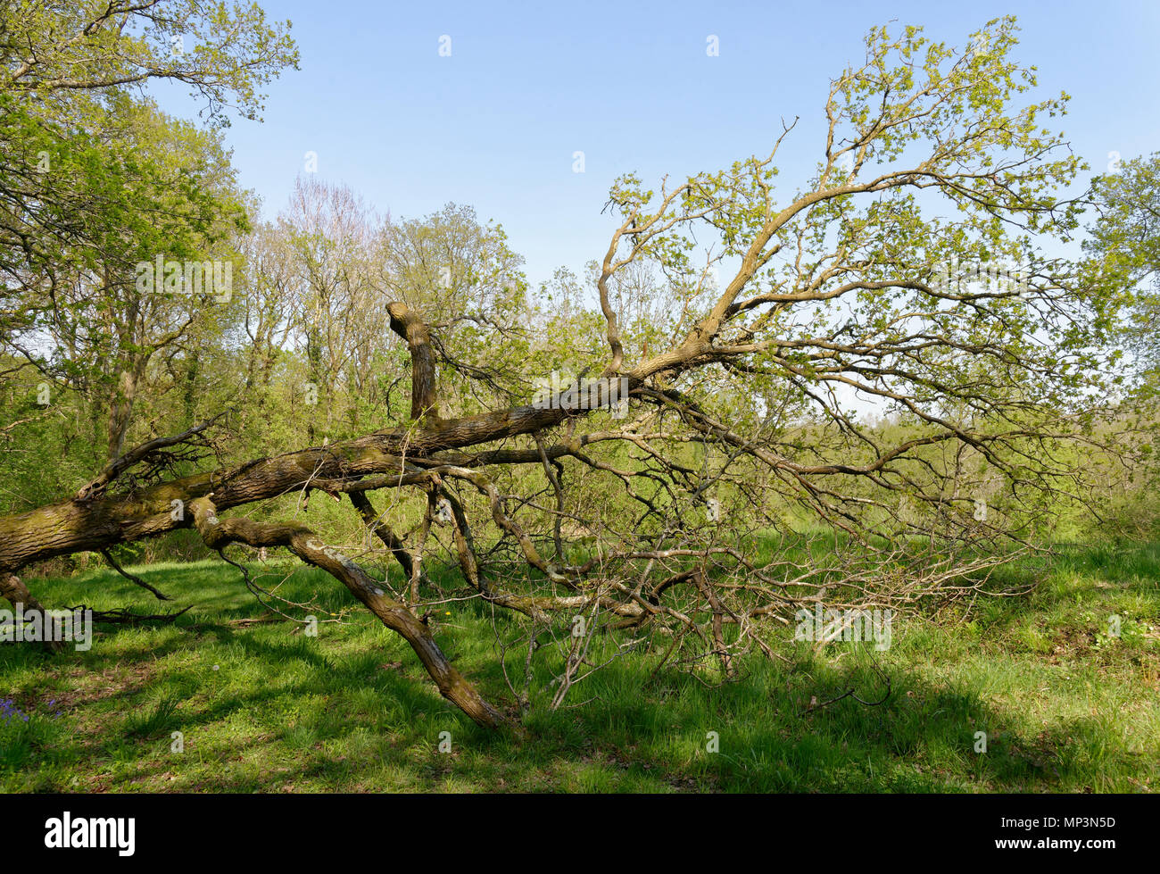 English tree hi-res stock photography and images - Alamy