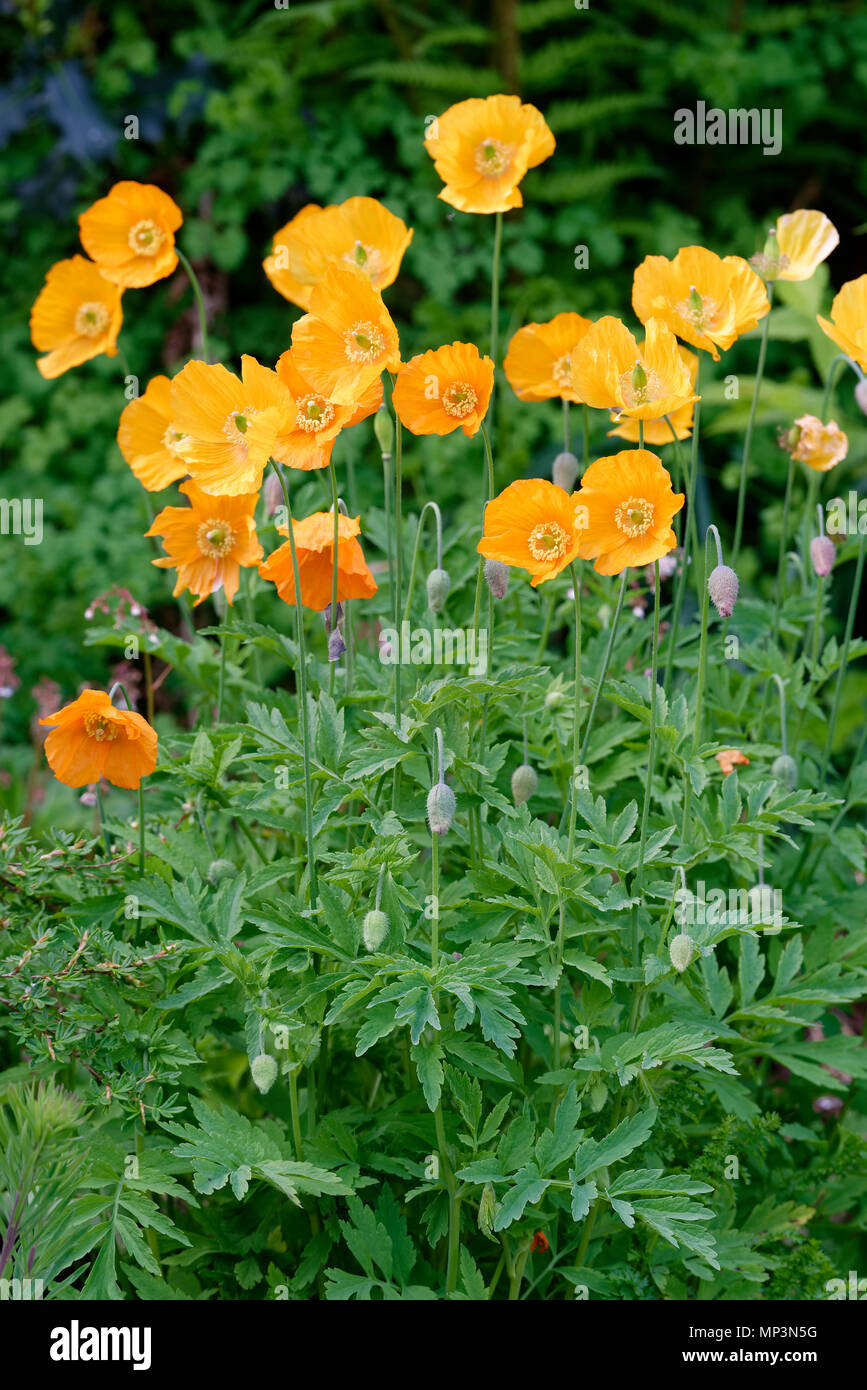 Atlantic Poppy - Papaver atlanticum Naturalised Orange Flowers Stock ...