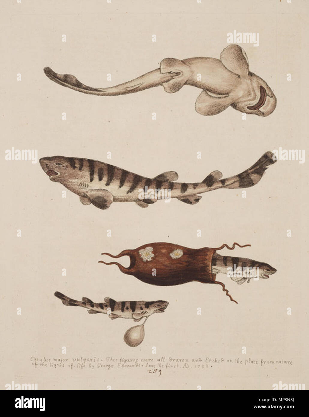 London engraving 1760 hi-res stock photography and images - Alamy