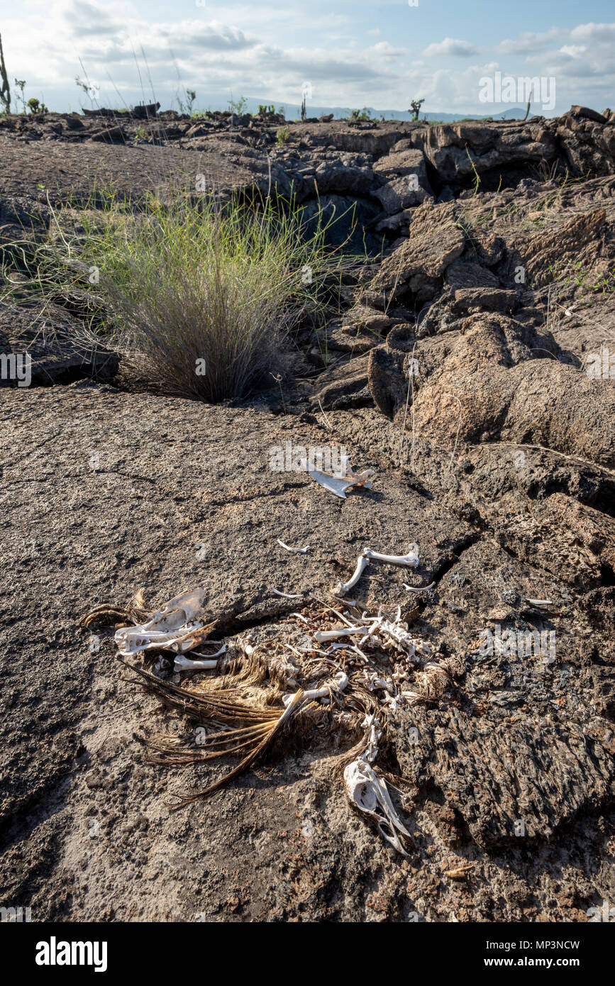 Dead bird skeleton hi-res stock photography and images - Alamy