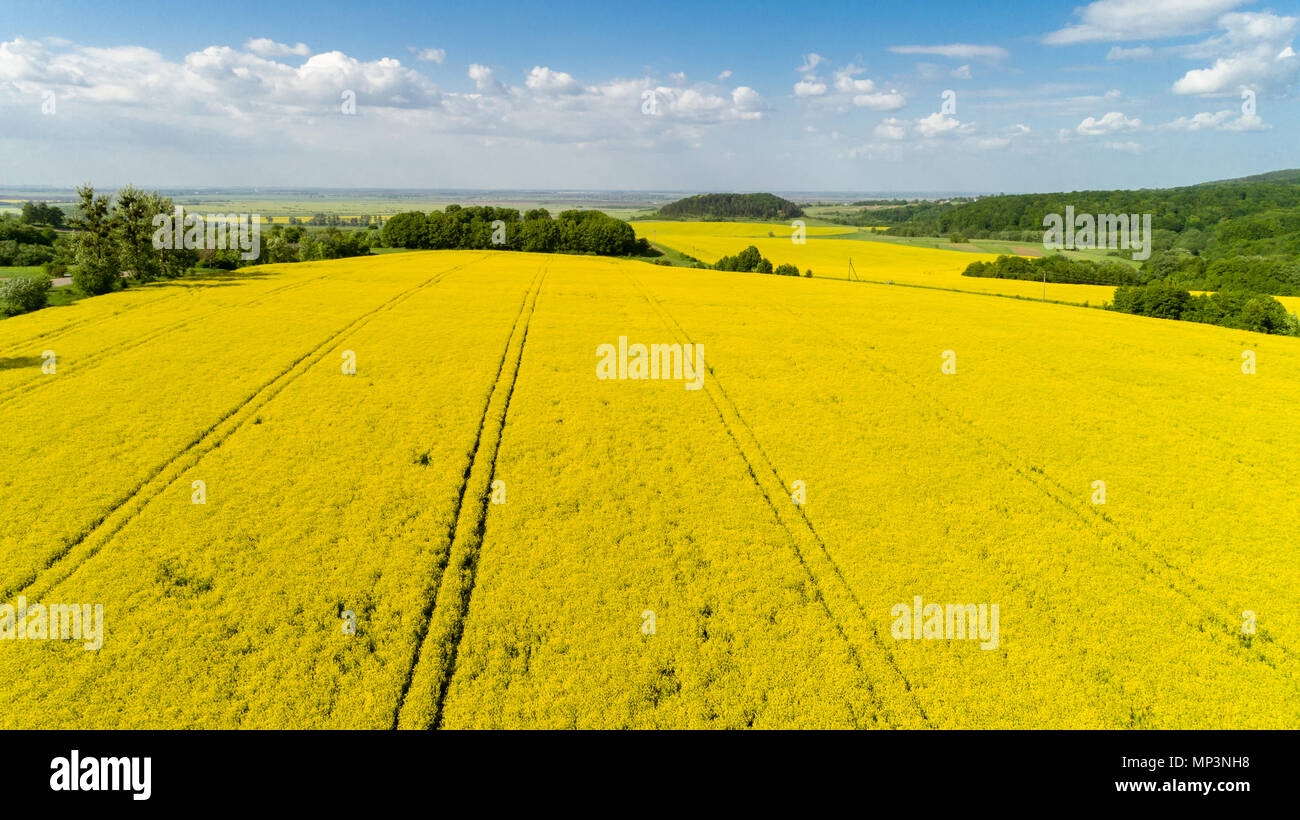 Aerial view of colorful rapeseed field in spring with blue sky in ...