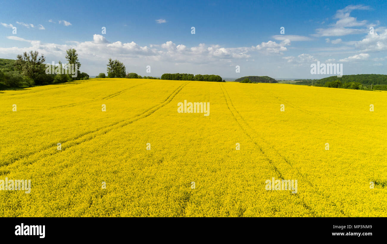 (plant crop) (ukraine) hi-res stock photography and images - Alamy