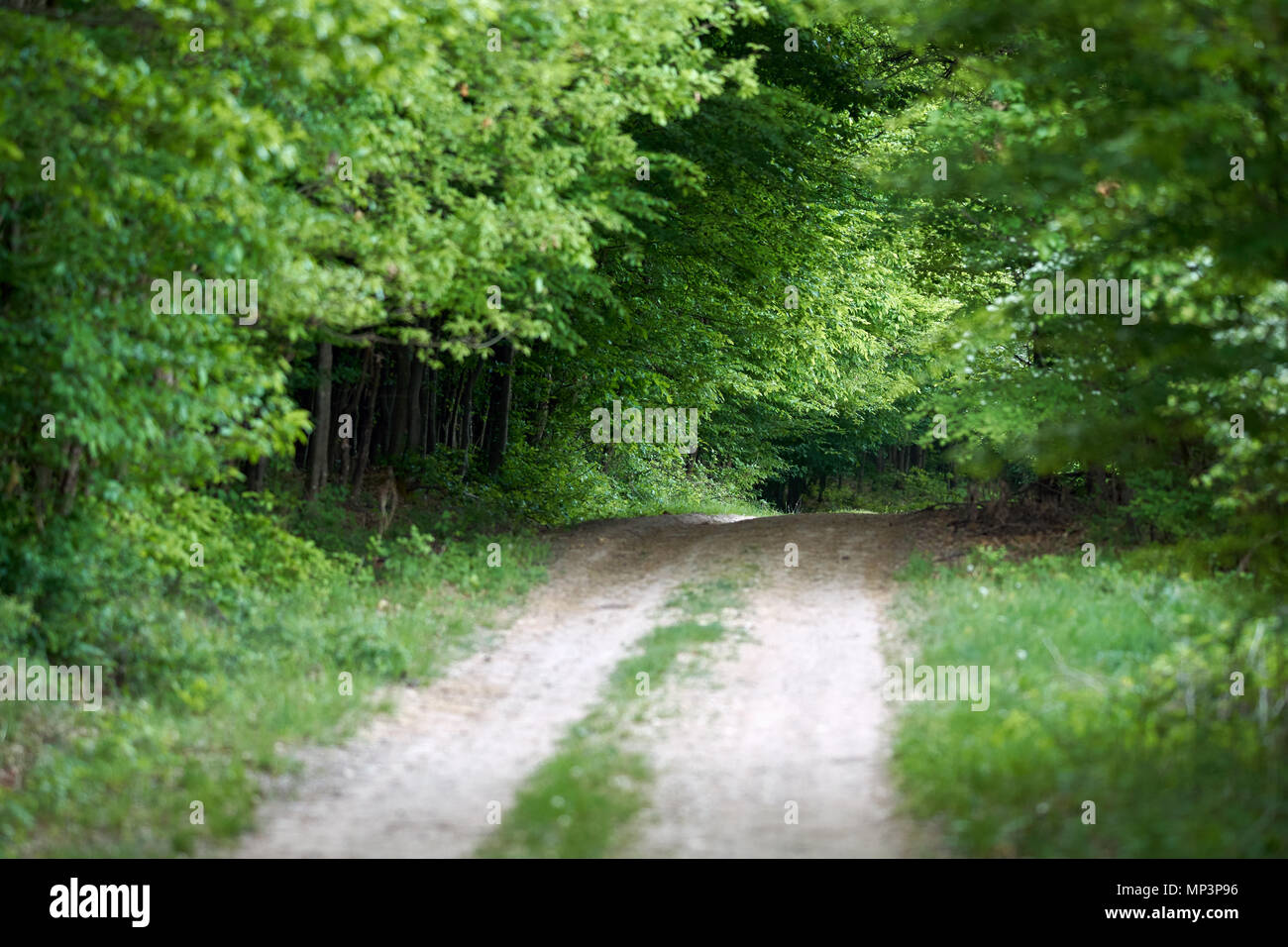 Rural road and trail in a beech forest at spring Stock Photo - Alamy