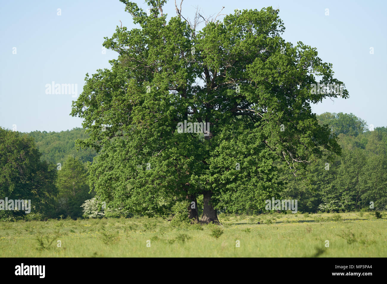 Big old oak tree on a meadow with forest behind Stock Photo - Alamy