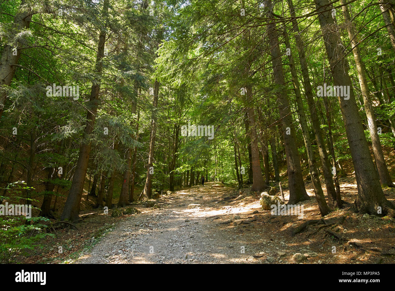 Rural road and trail in a beech forest at spring Stock Photo - Alamy