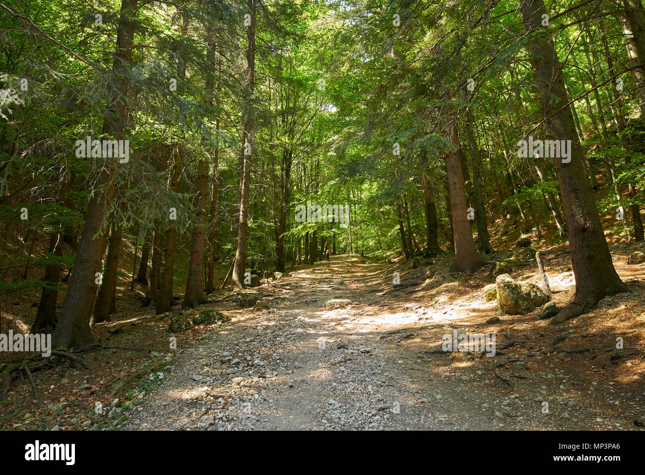 Rural road and trail in a beech forest at spring Stock Photo - Alamy