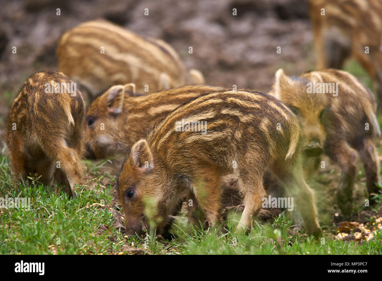 Wild hogs, sow and piglets rooting for food Stock Photo - Alamy