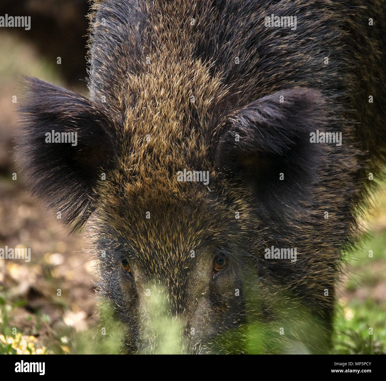 Wild boar rooting hi-res stock photography and images - Alamy