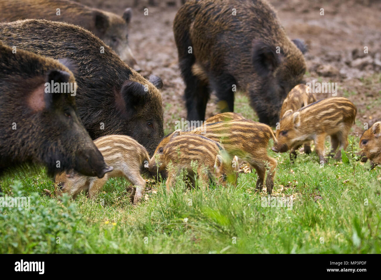 Wild hogs, sow and piglets rooting for food Stock Photo - Alamy