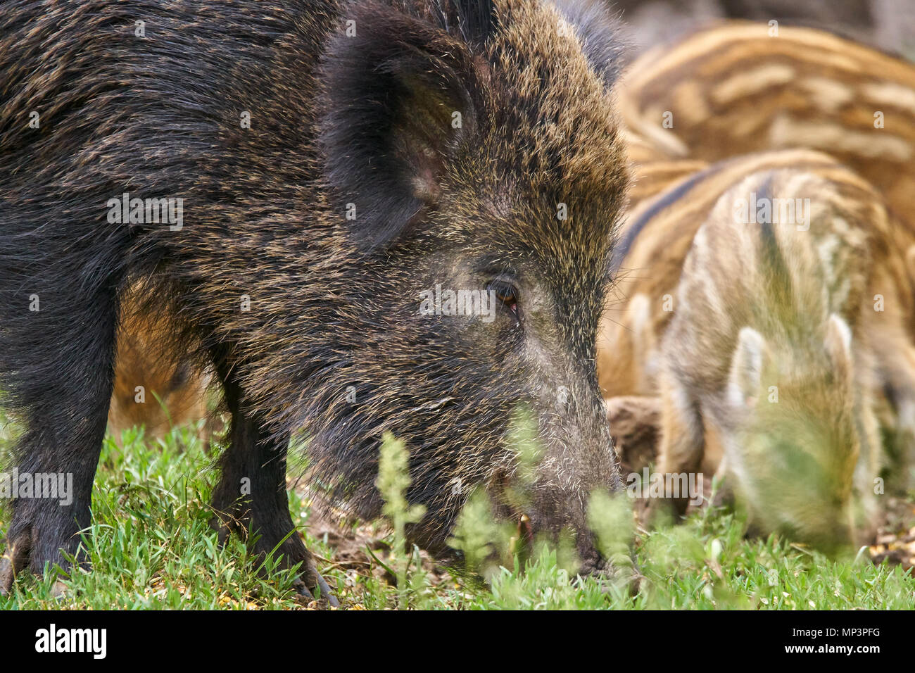 Wild pig rooting for food hi-res stock photography and images - Alamy