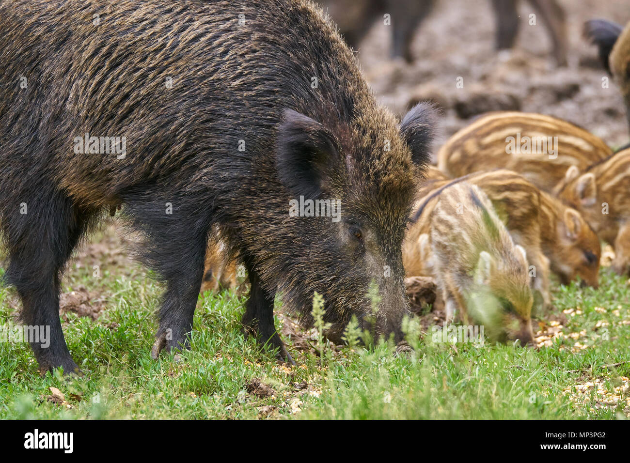 Wild hogs, sow and piglets rooting for food Stock Photo - Alamy