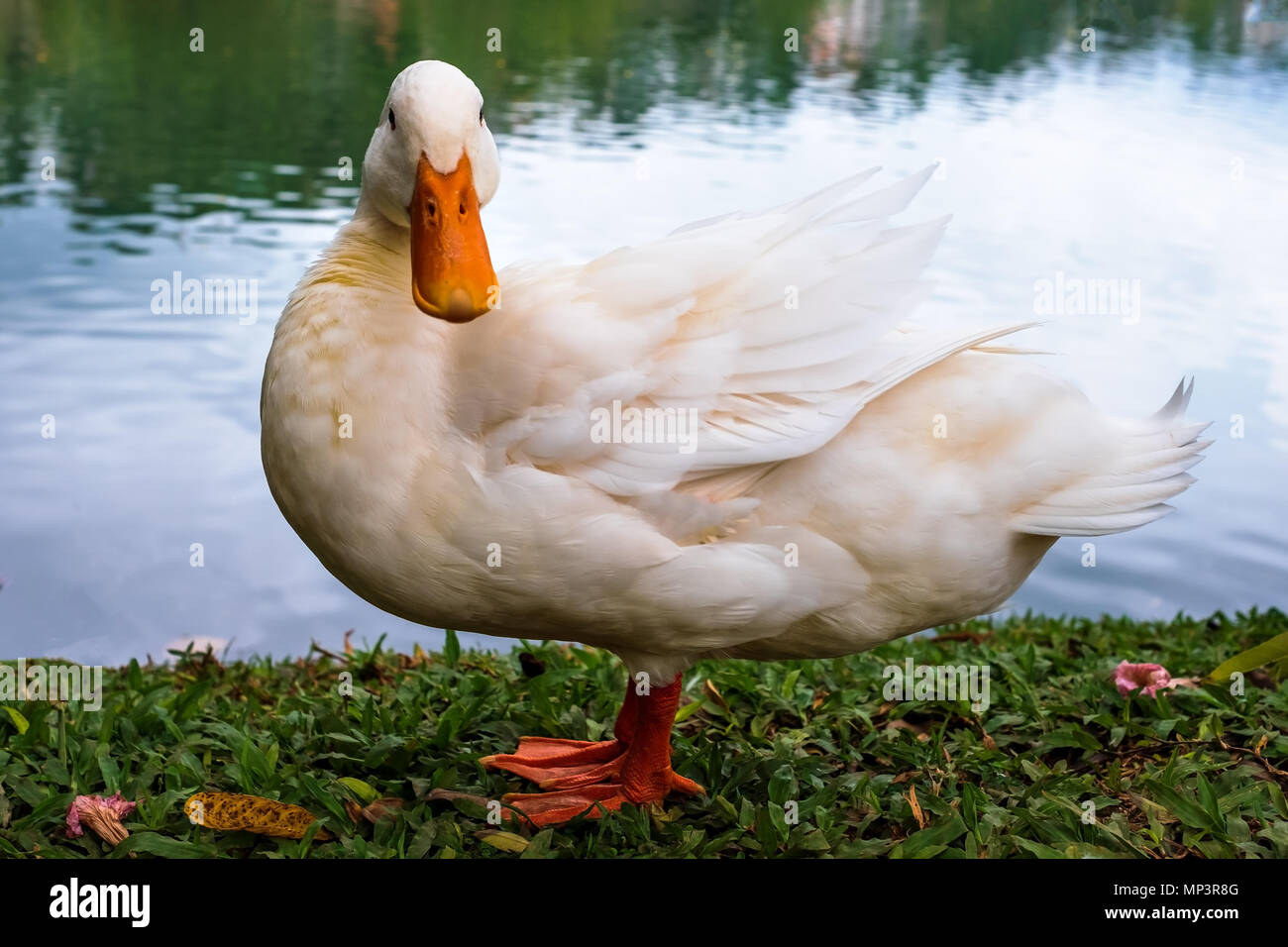 White duck stand next to a pond or lake and looking at camera Stock ...
