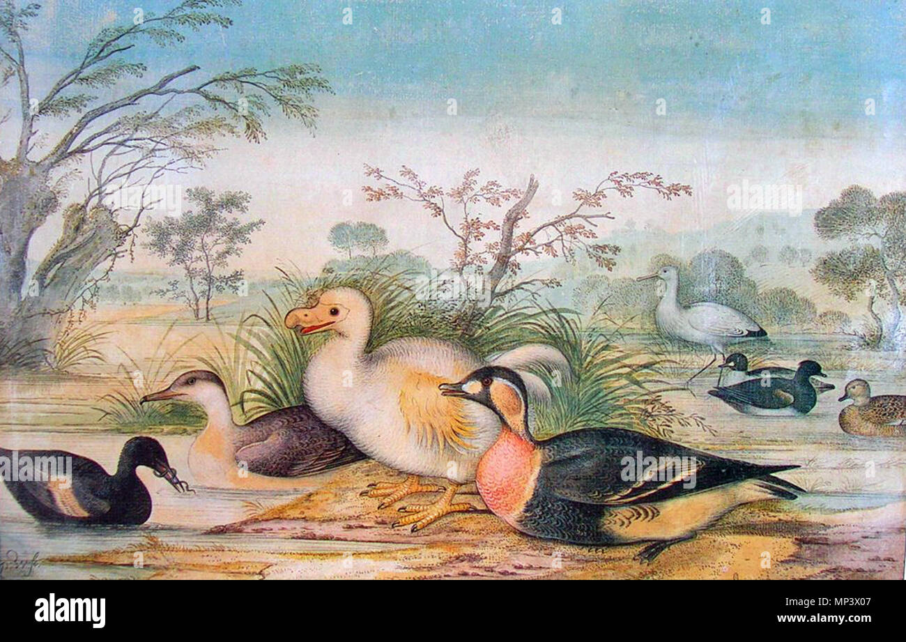 . Reunion Albinistic Dodo and other birds by Dutch artist Pieter ...