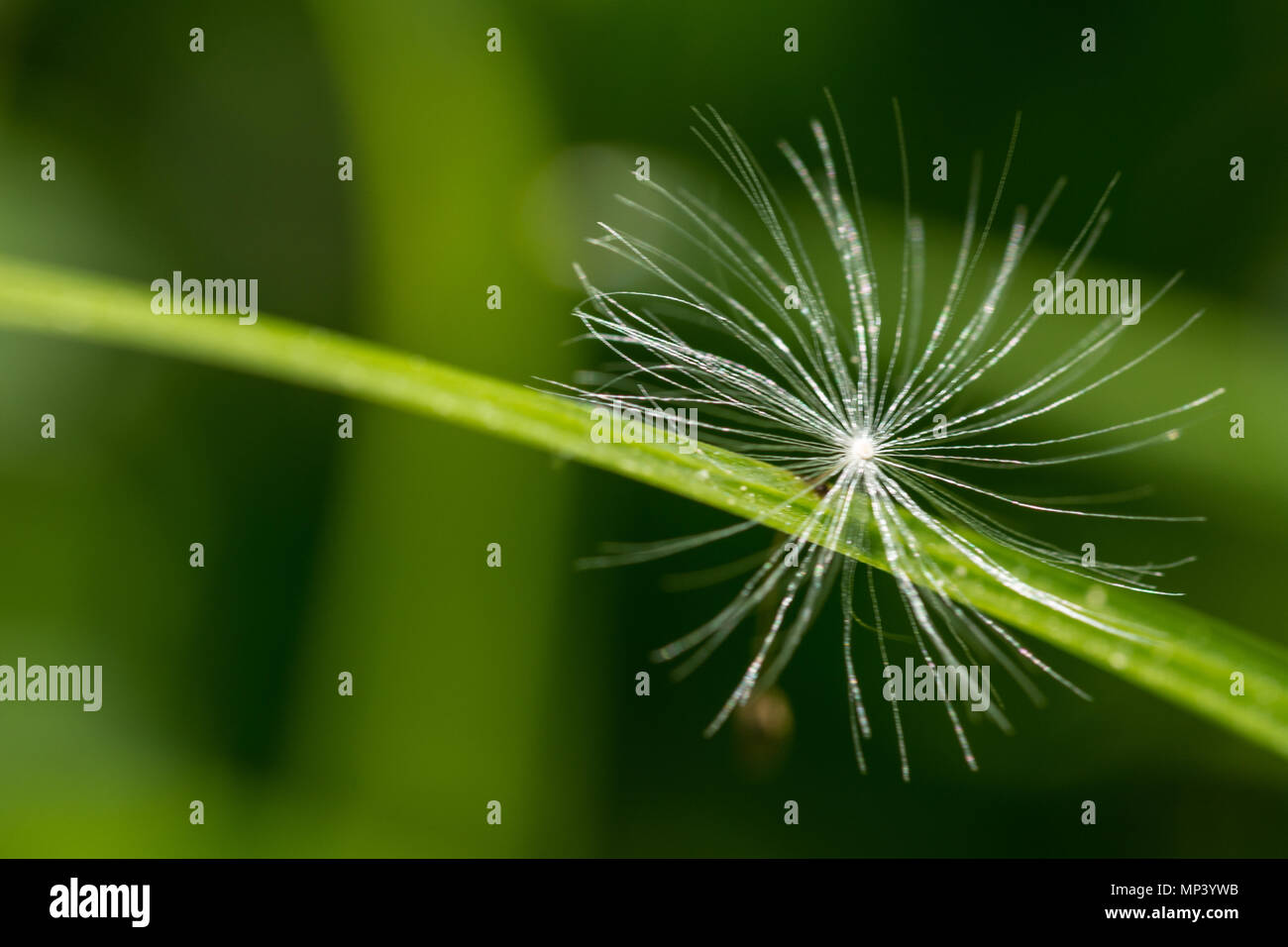 Fuzz hi-res stock photography and images - Alamy