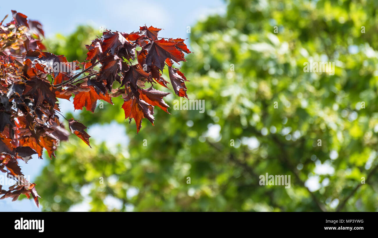 Japanese maple branch. Acer palmatum. Spring clear weather. Close-up of ...