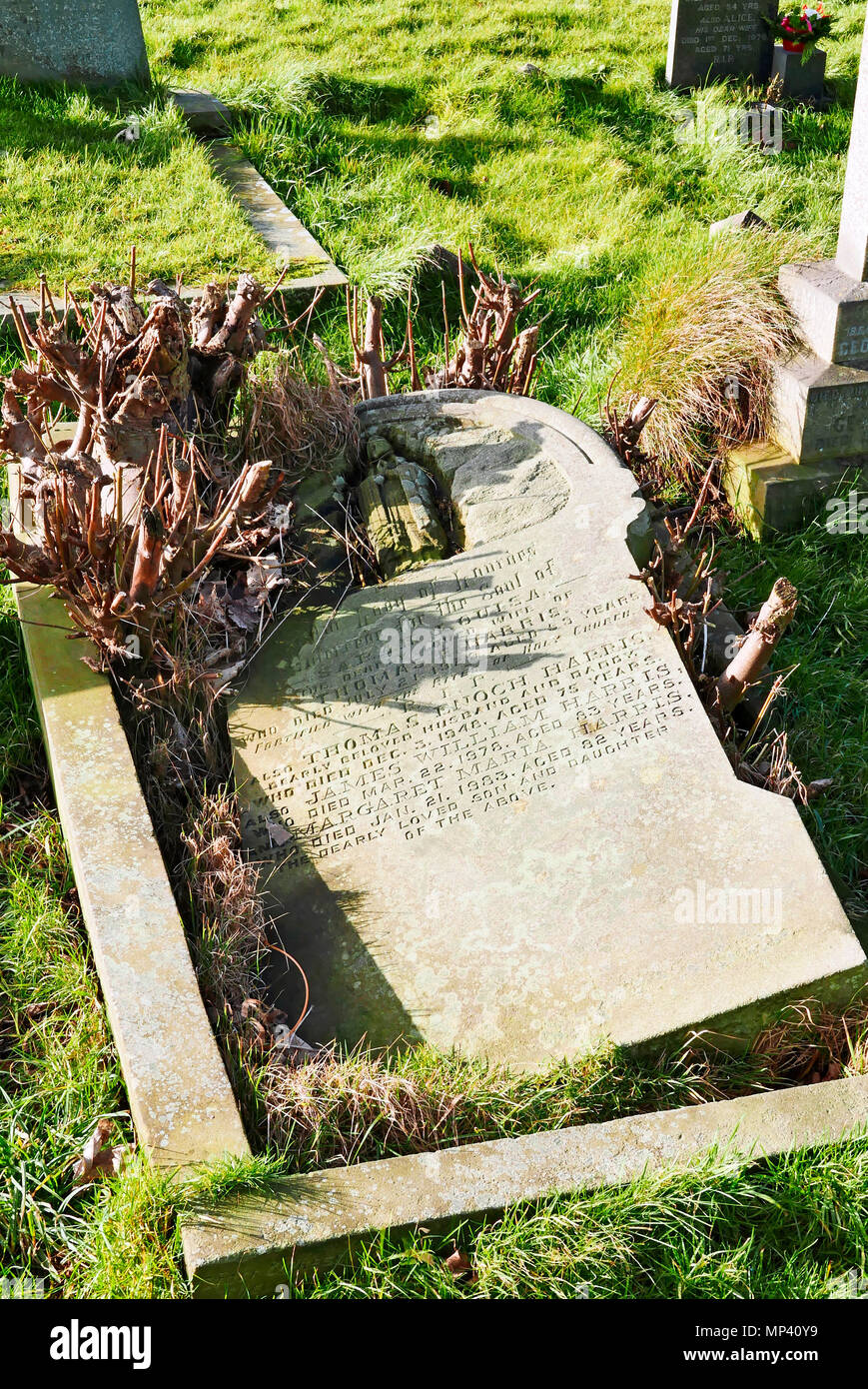 Gravestone sinking caused by tree roots undermining the stonework Stock ...