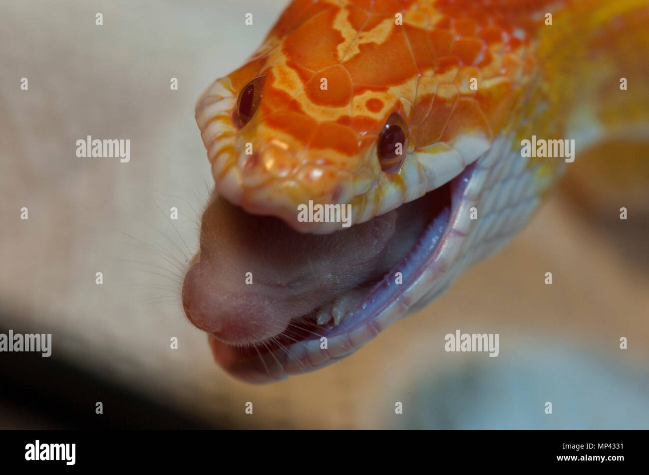 Baby snake eating hi-res stock photography and images - Alamy
