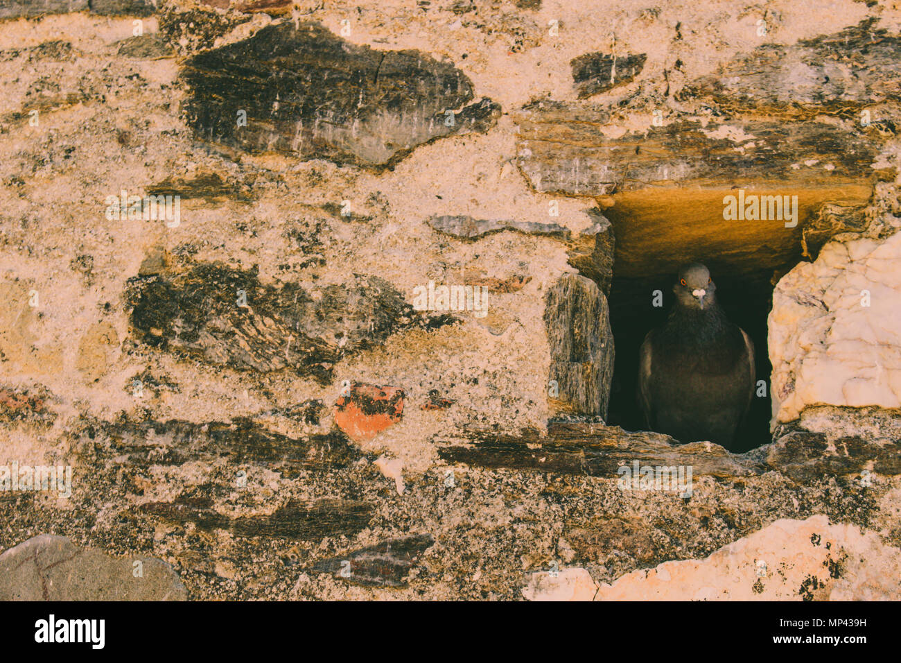 Dove. A lone dove in its nest in a hole in a brick wall Stock Photo - Alamy
