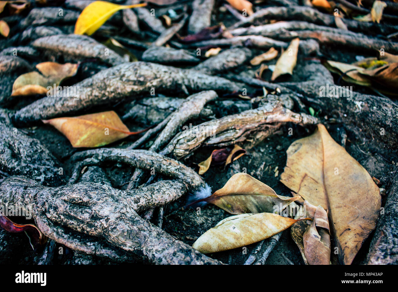 Roots. Entangled roots of the old ficus Stock Photo - Alamy