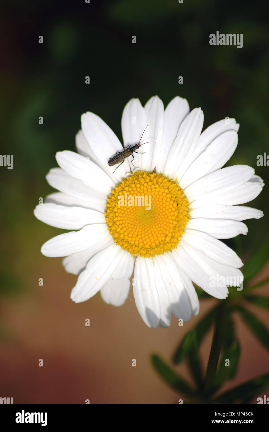 The close-up and top view on the white blossom of a daisy with a False ...