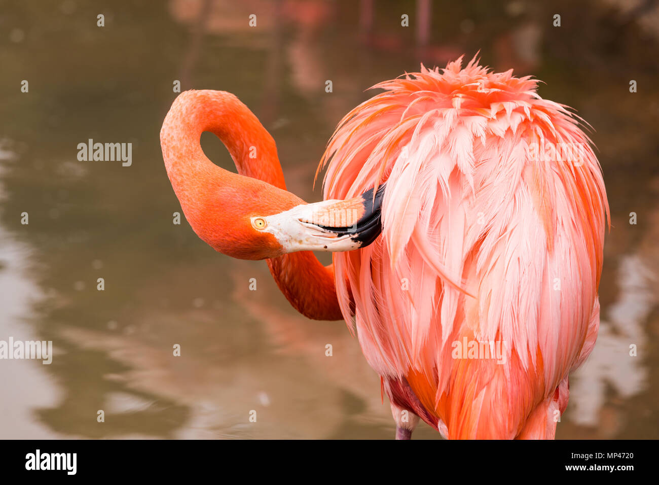 Africa Flamingo High Resolution Stock Photography and Images - Alamy