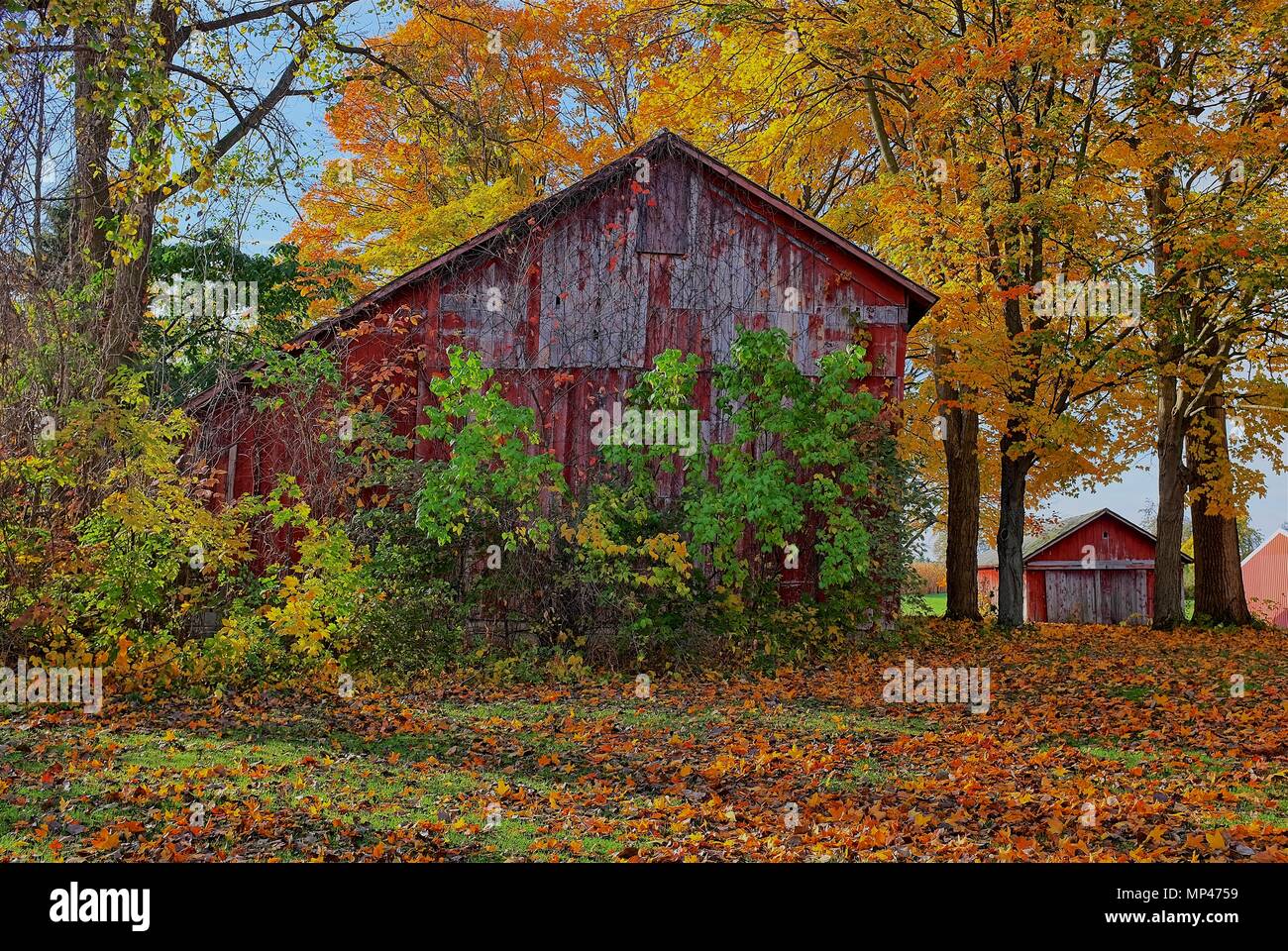 Red barns and Autumn leaves are a great combination Stock Photo - Alamy