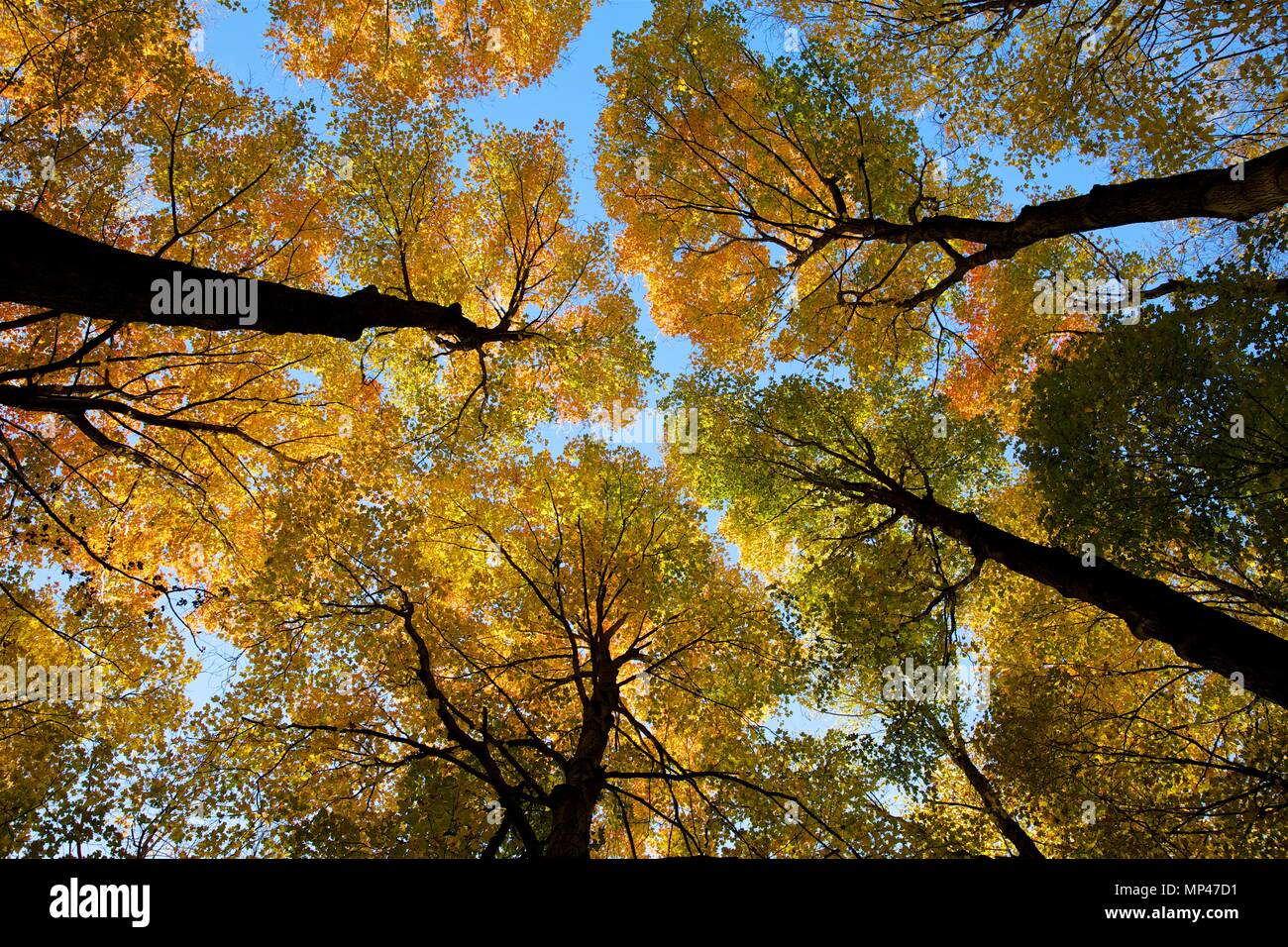 Canopy of colors hi-res stock photography and images - Alamy