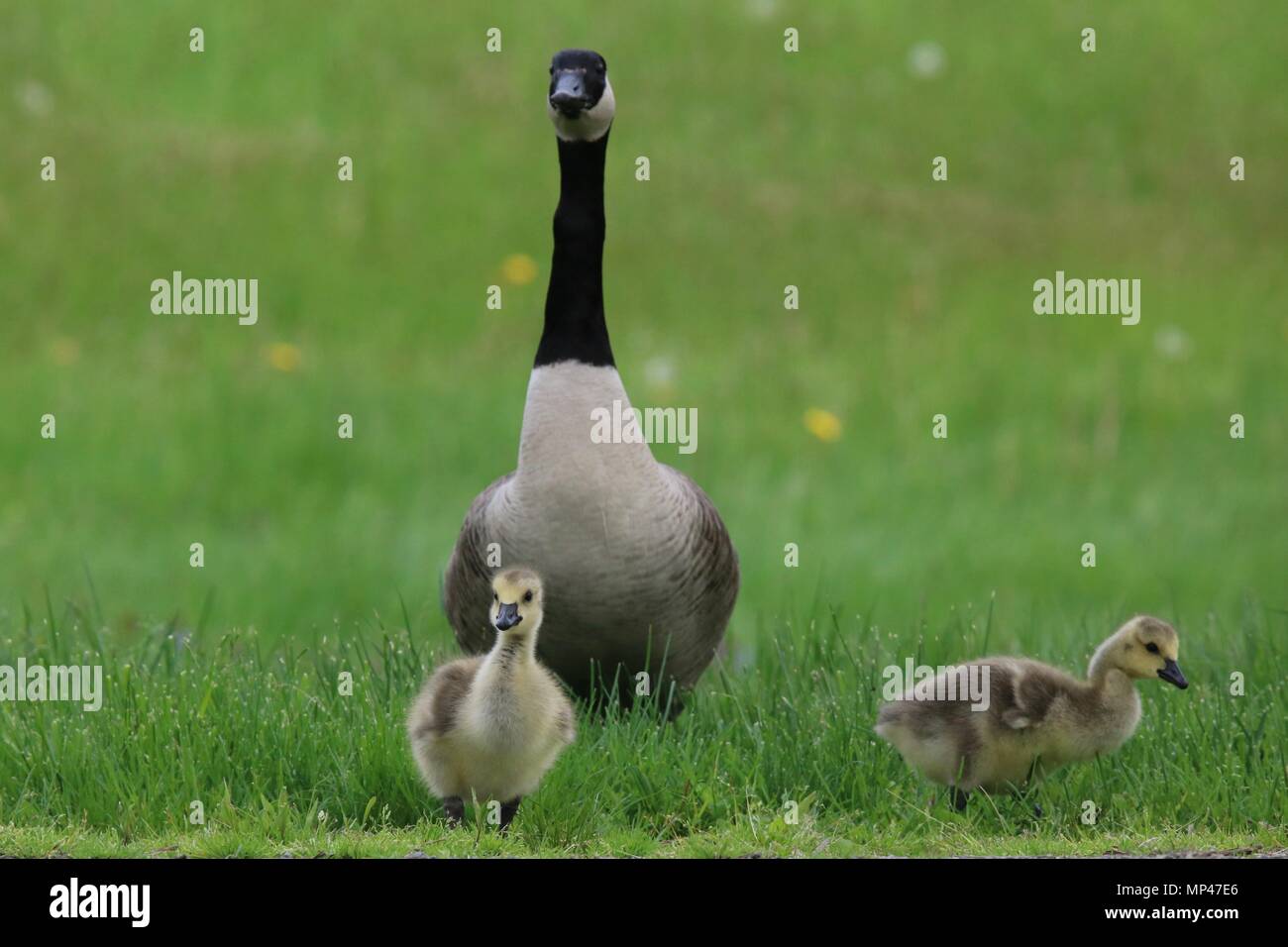 Canada goose geese young chicks chick goslings gosling family hi-res ...