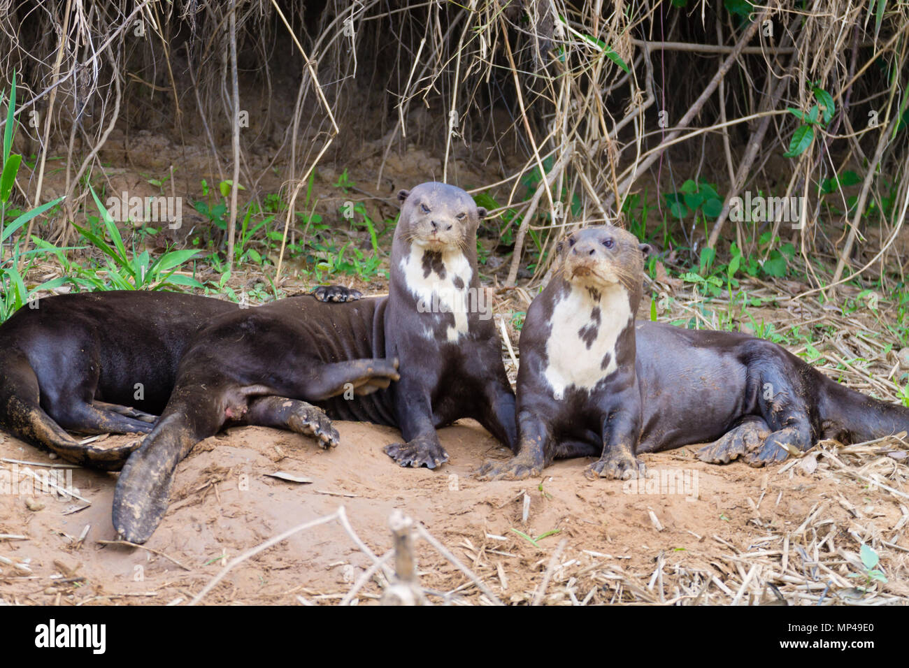 Giant otter on water from Pantanal wetland area, Brazil. Brazilian ...