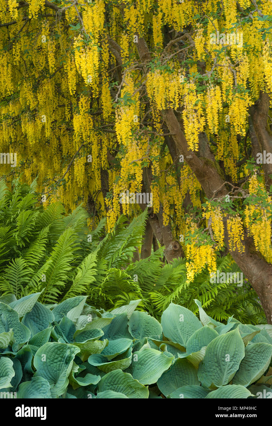 Yellow Laburnum Tree flowers drapine overtop of ferns and hosta plants ...