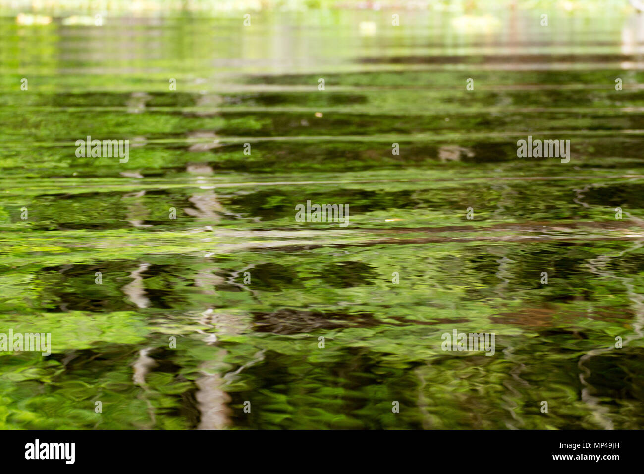 Panorama from Amazon rainforest, Brazilian wetland region. Navigable ...