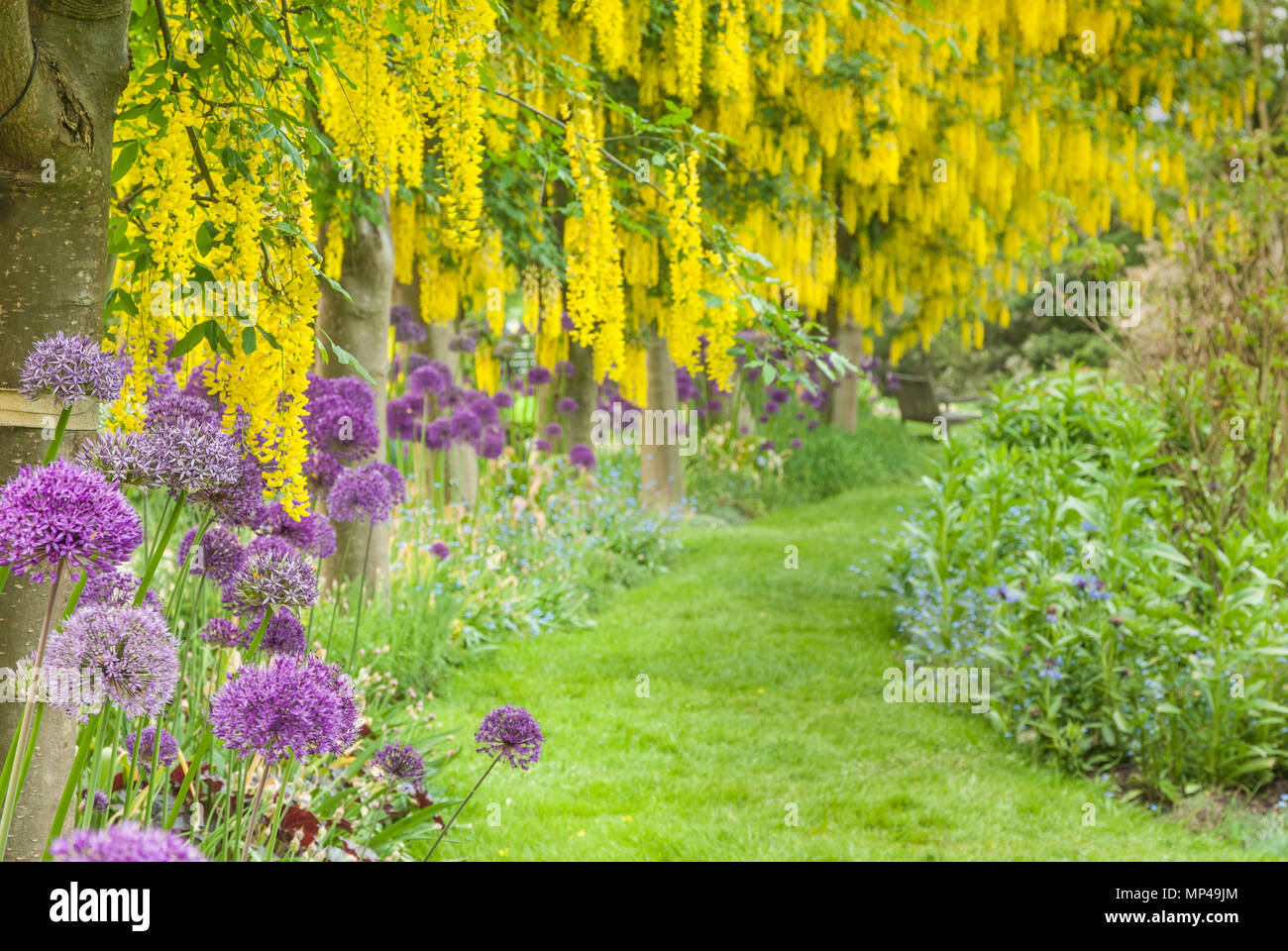 Yellow flowering Laburnum trees and purple allium blooms, Laburnum Walk ...