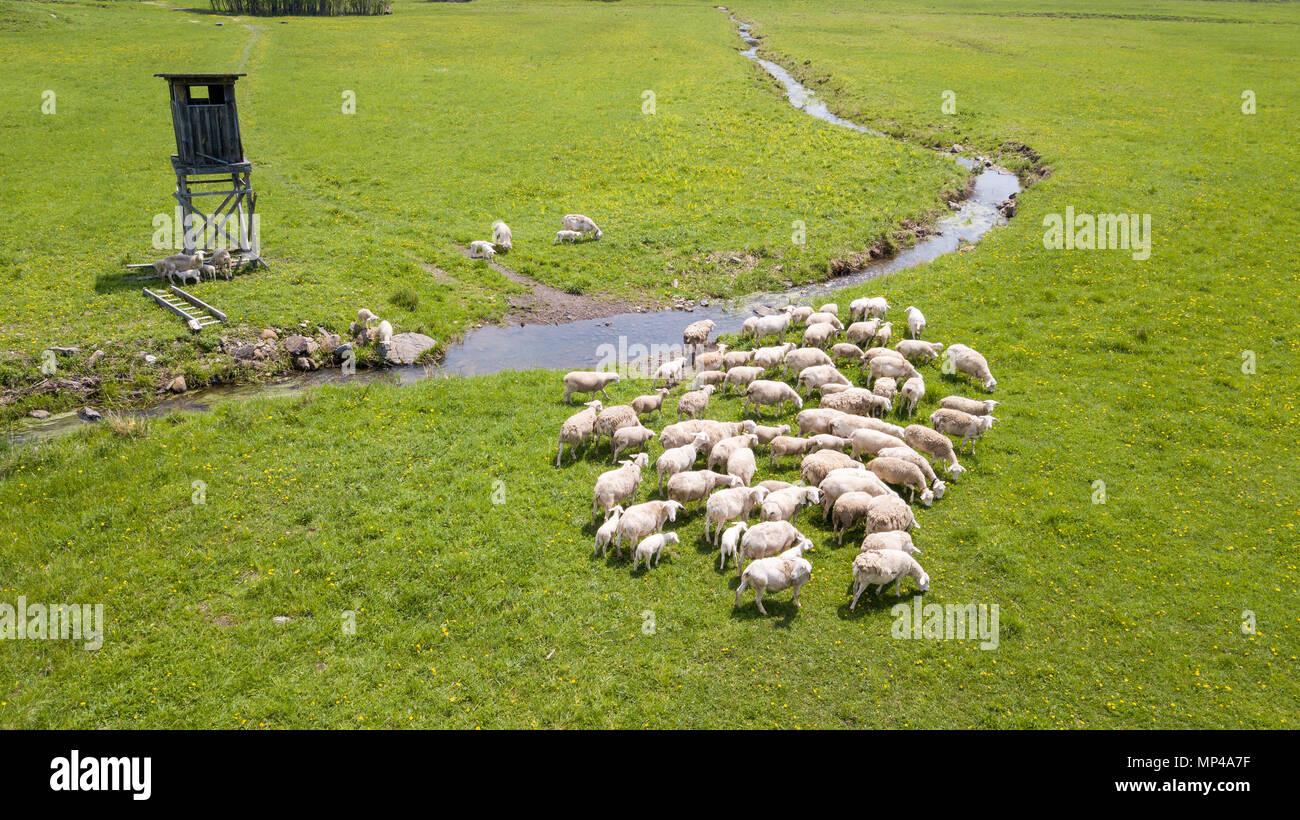 Livestock sheep hi-res stock photography and images - Alamy