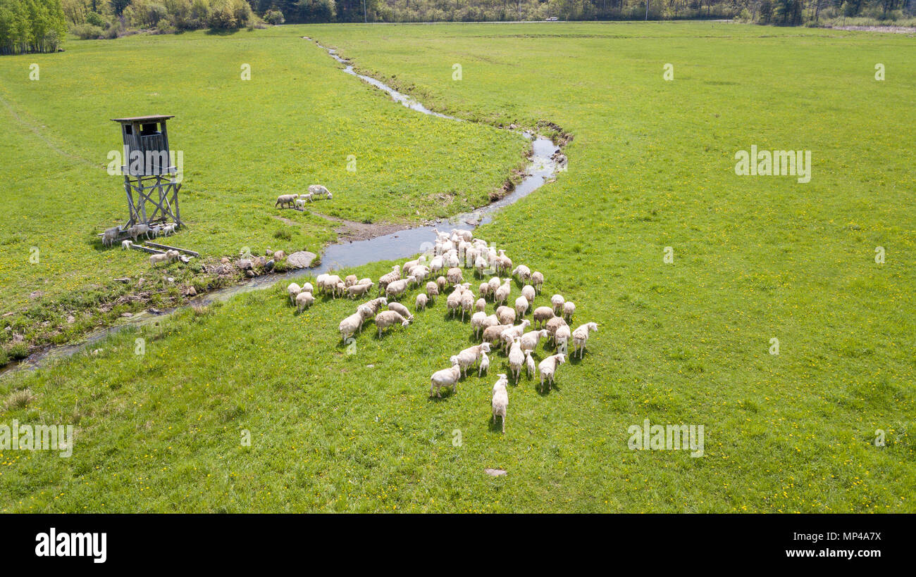 Livestock sheep hi-res stock photography and images - Alamy