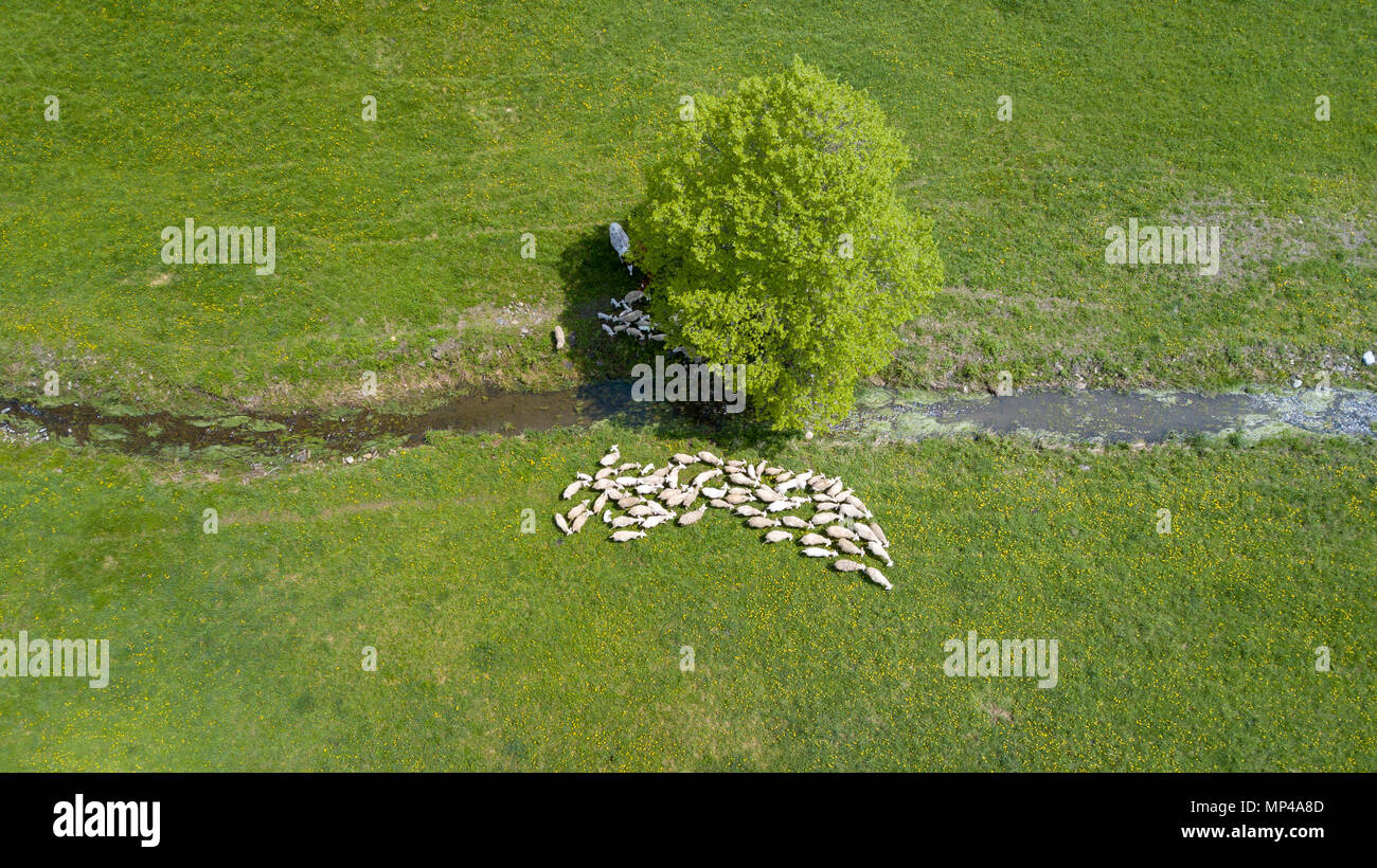 Aerial view of flock of sheep hi-res stock photography and images - Alamy