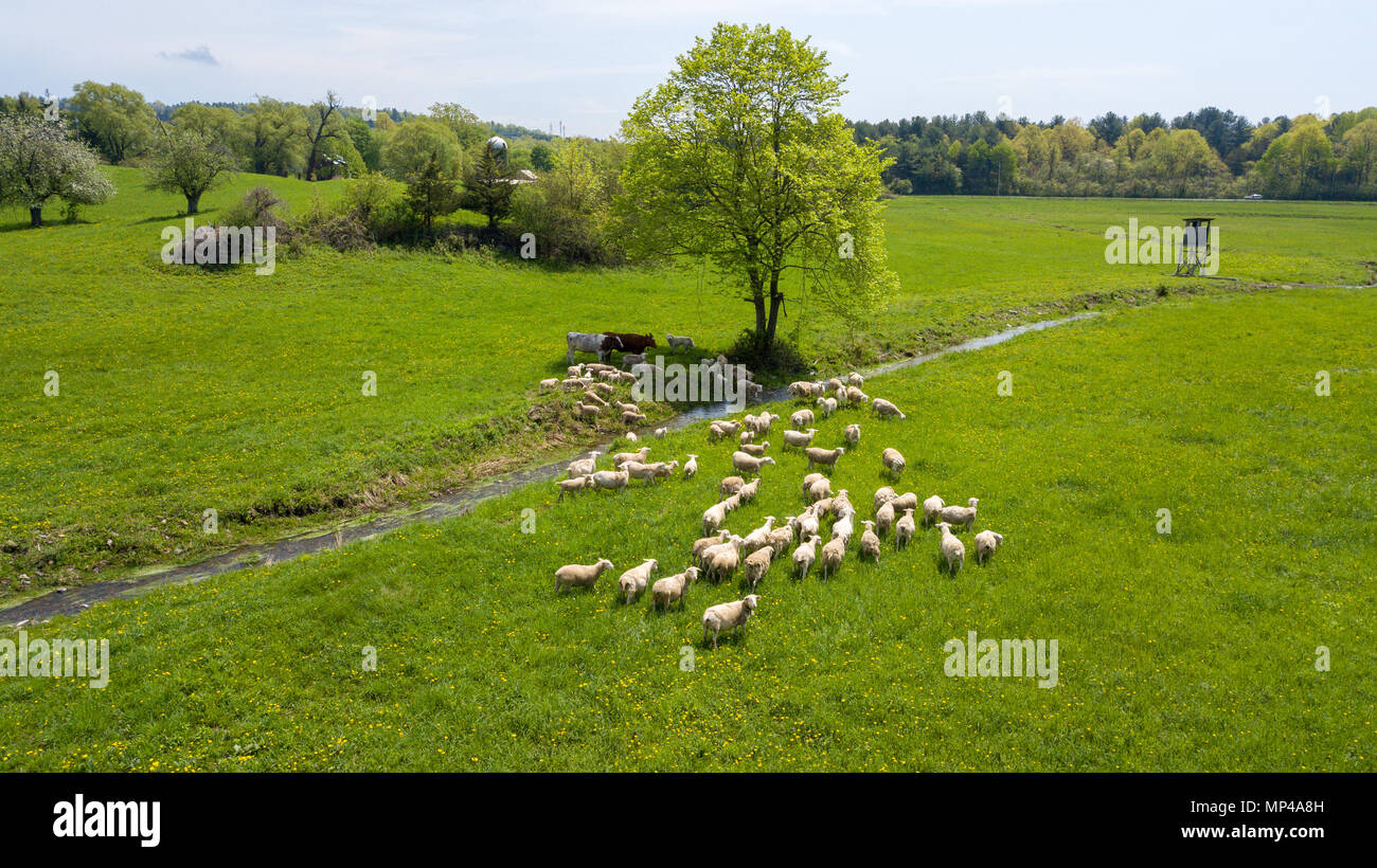 Aerial view of flock of sheep hi-res stock photography and images - Alamy