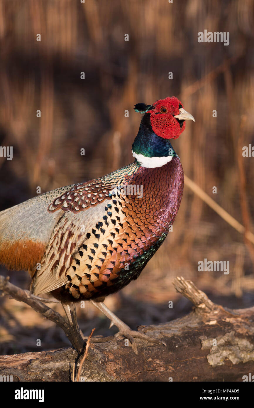 A Rooster Pheasant in the spring Stock Photo - Alamy