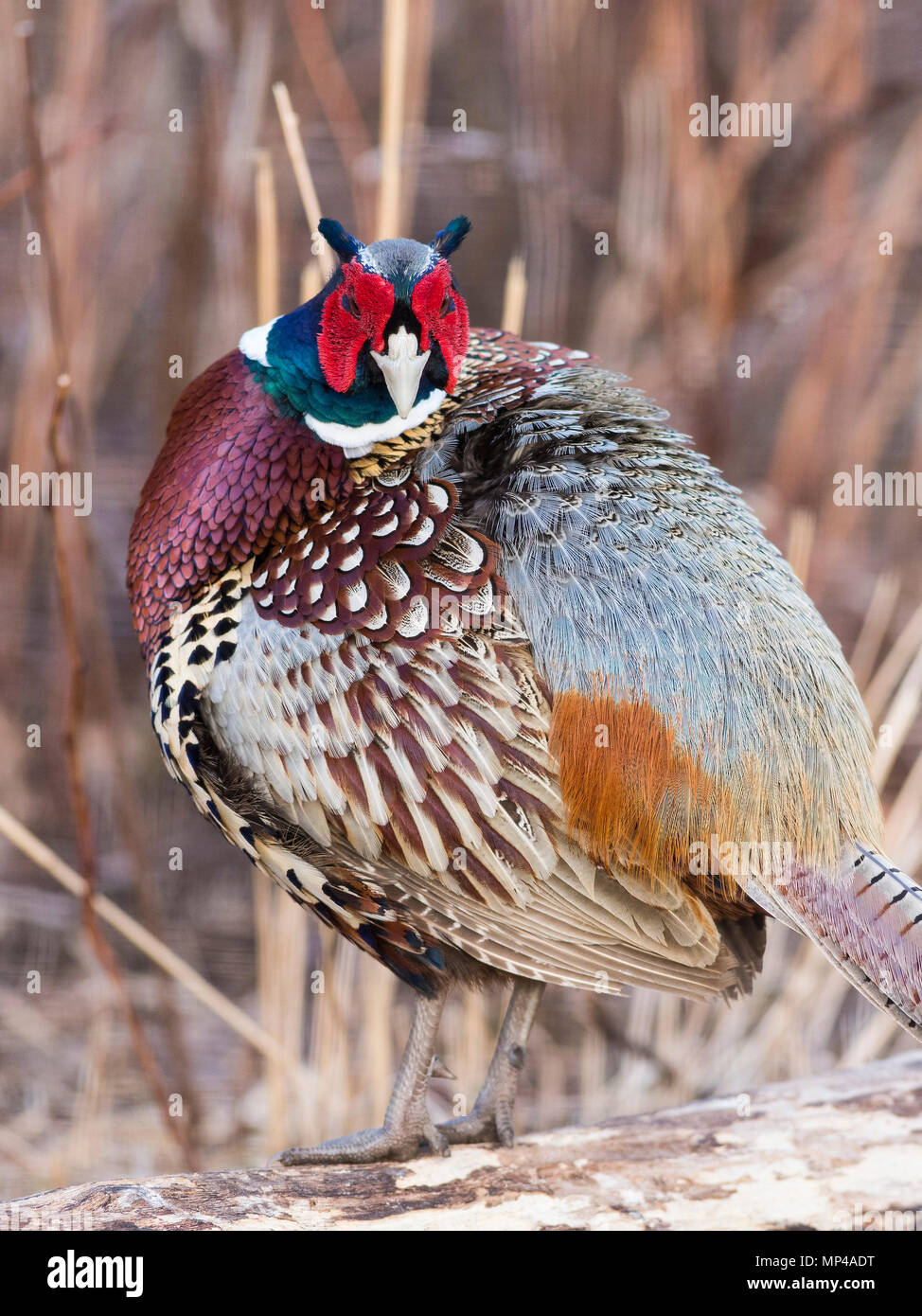 A Rooster Pheasant in the spring Stock Photo - Alamy