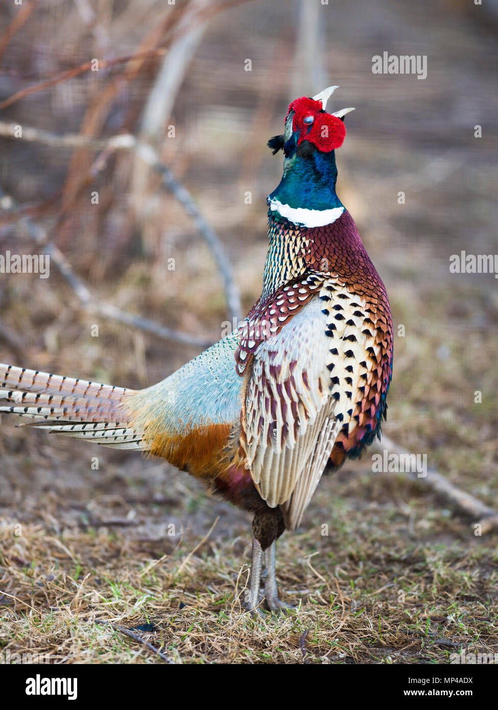 A Rooster Pheasant in the spring Stock Photo - Alamy